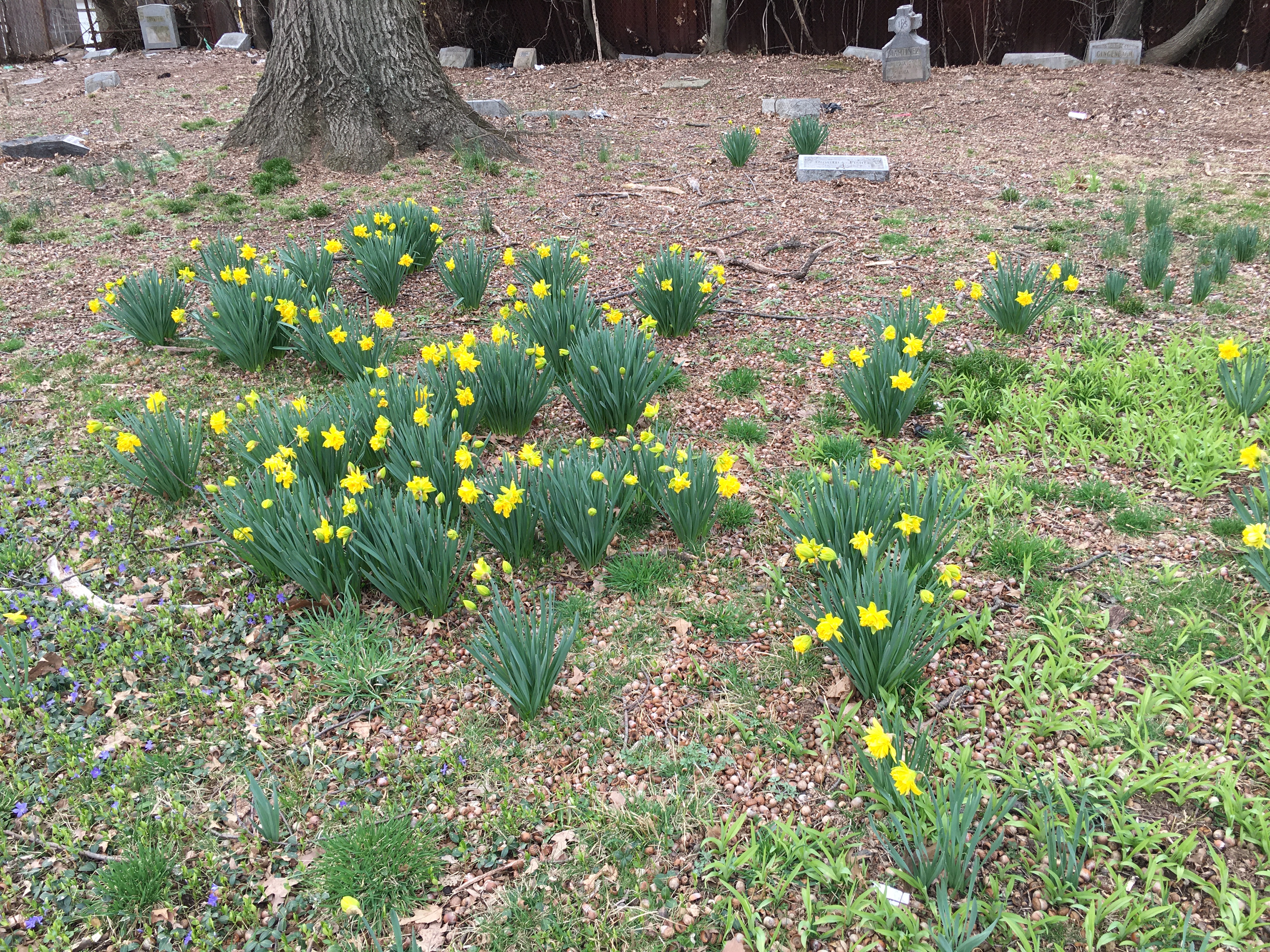 Signs of Spring – Woodland