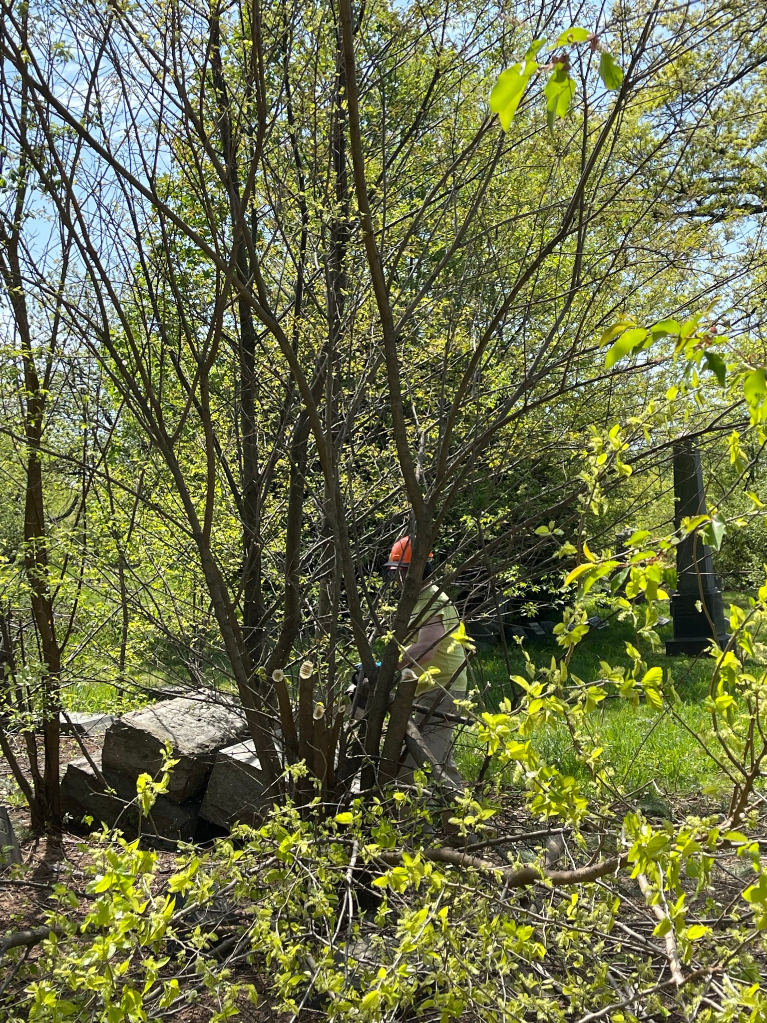 Section S clearing – Woodland